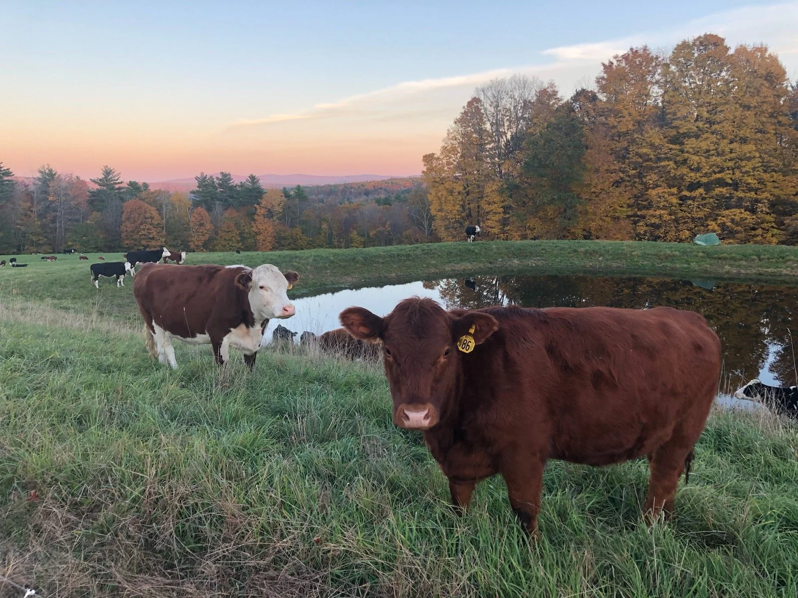 Our Products — Potter Farms est. 1781