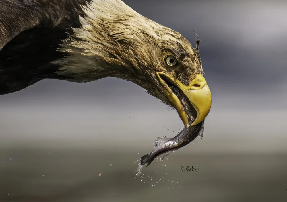 All Workshops — Matt Shannon Photography