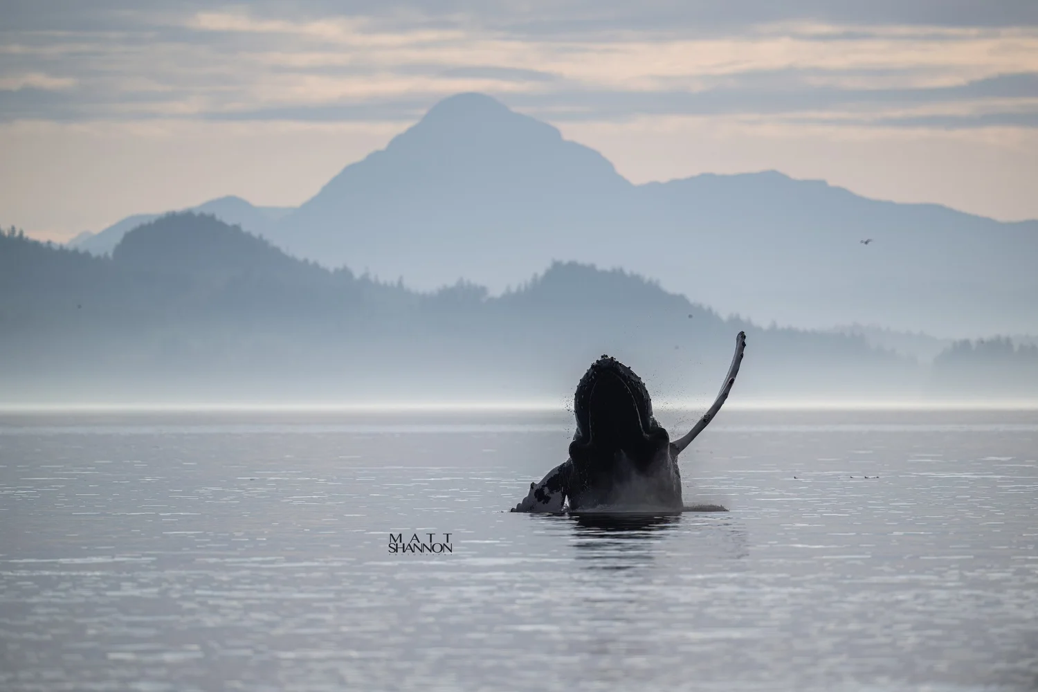 All Workshops — Matt Shannon Photography