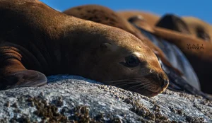 All Workshops — Matt Shannon Photography