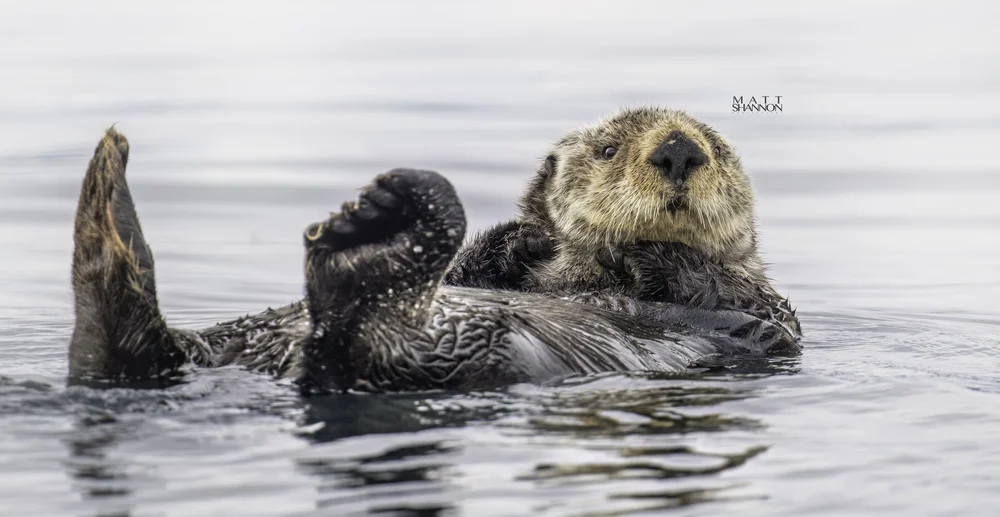 All Workshops — Matt Shannon Photography