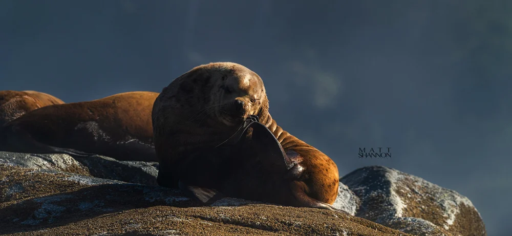 Wildlife — Matt Shannon Photography