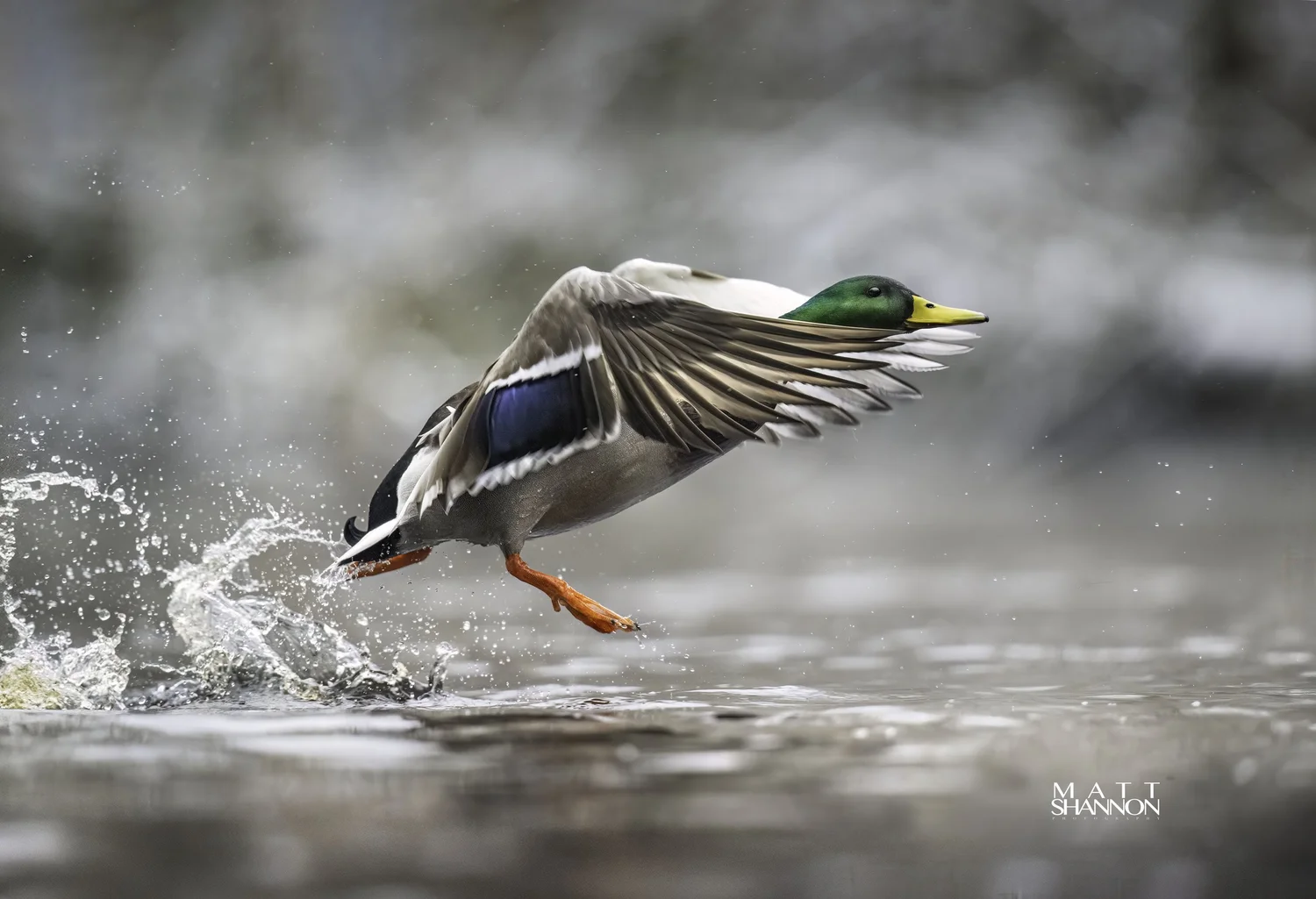Wildlife — Matt Shannon Photography