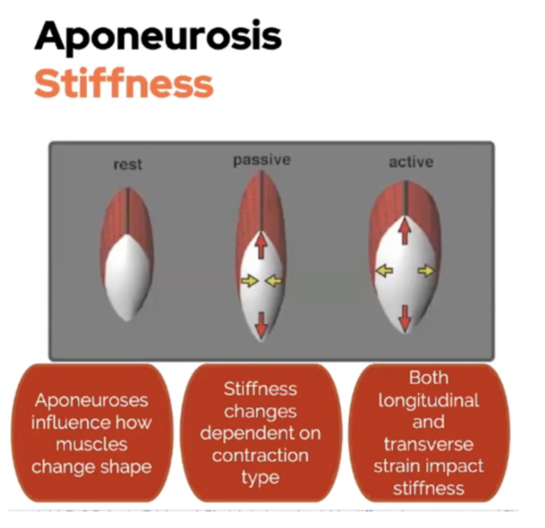 Lower Limb Aponeurotic Injuries — NBPTA