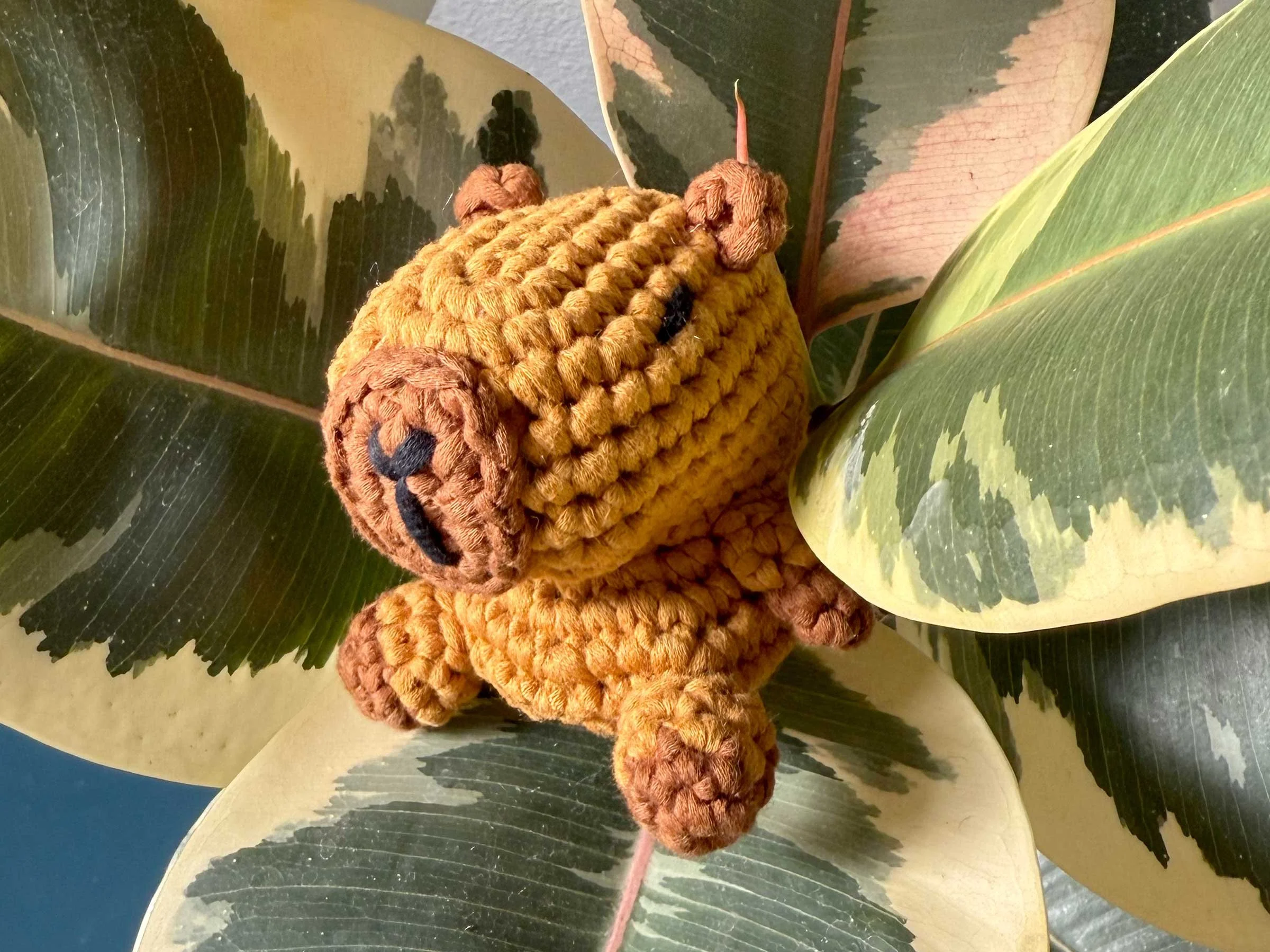 Cai, the Capybara — Knot Trying