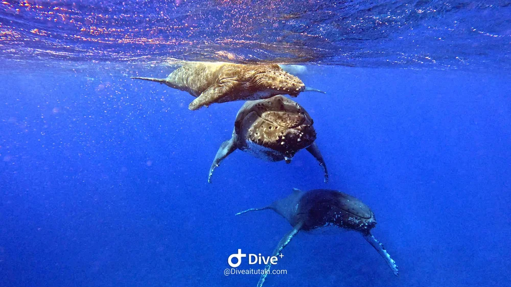 Dive Aitutaki