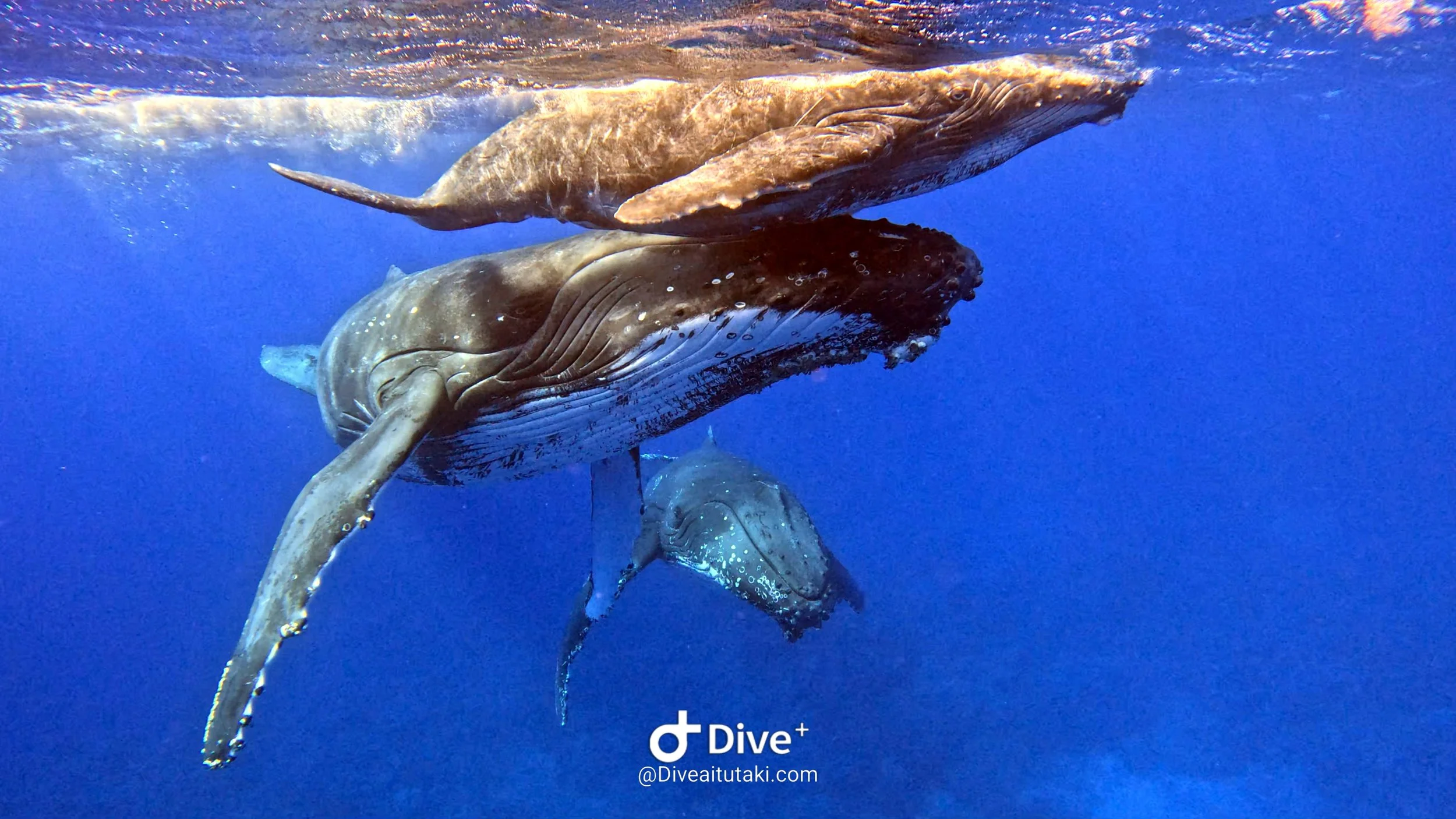 Dive Aitutaki