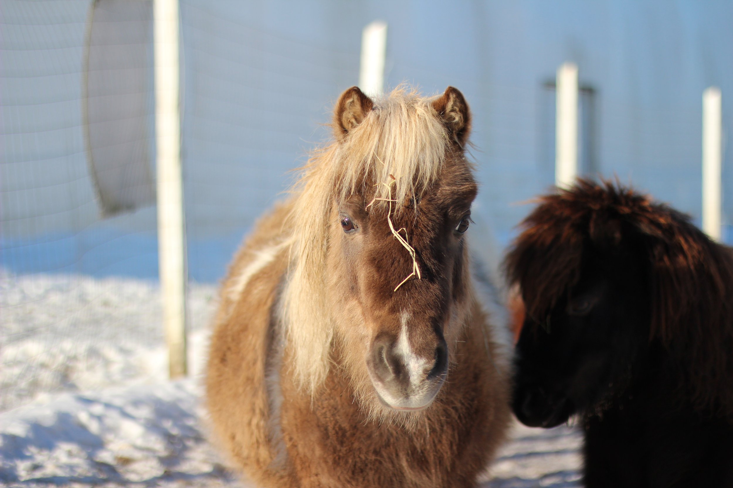 Contact 2 — Mini chevaux Mirabel