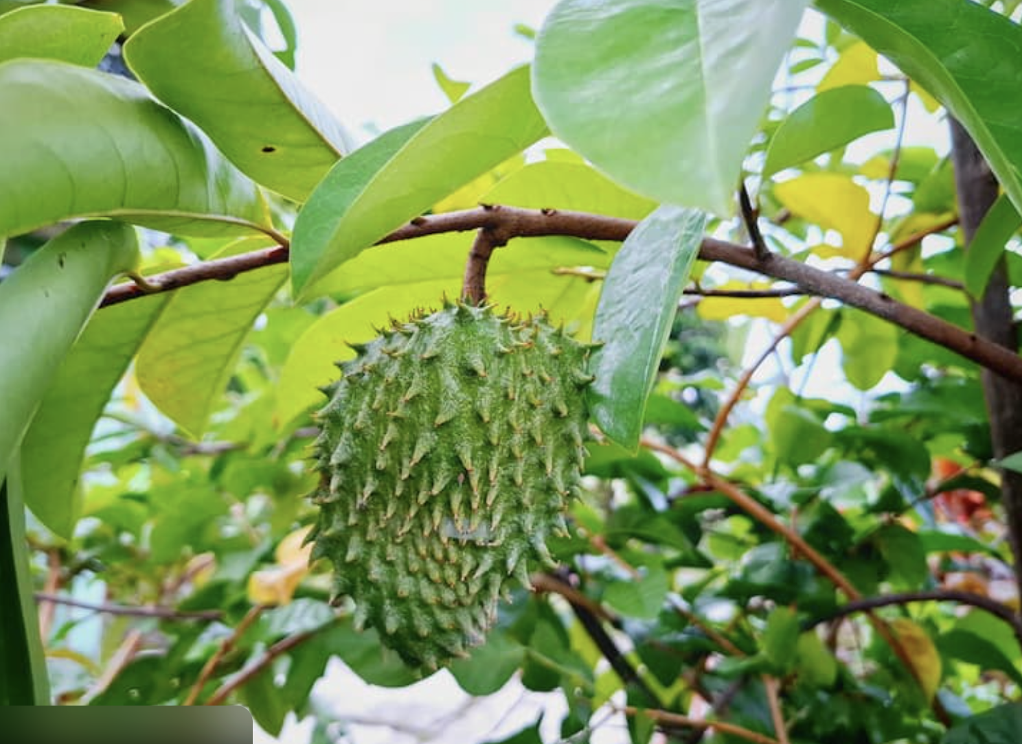 What Are Soursop Bitters? A Simple Introduction to This Traditional ...
