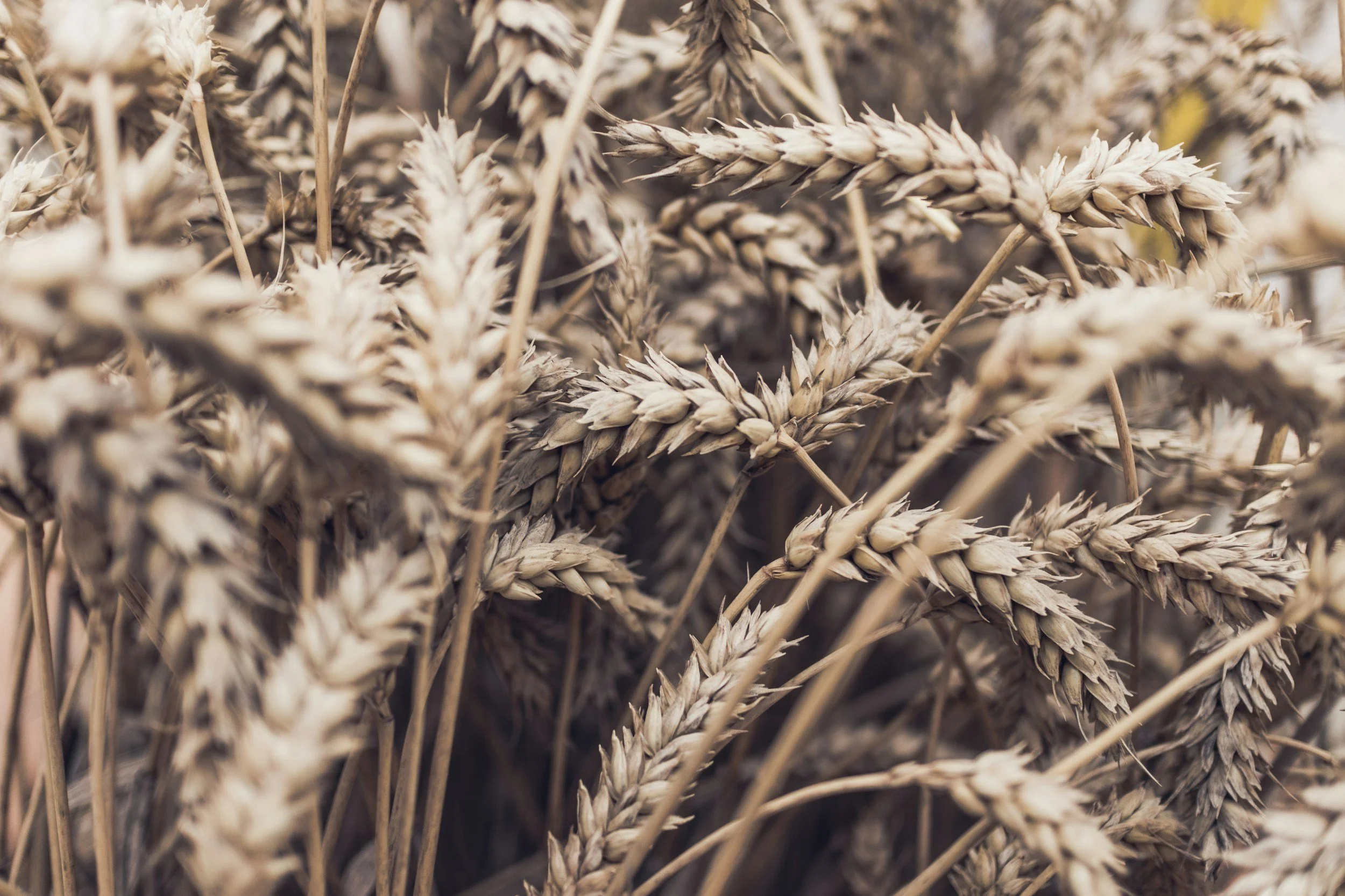 Illinois Wheat Association