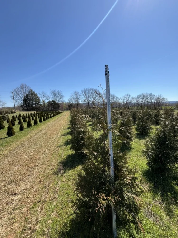 Tree Installation McMinnville, TN | Serving Middle, TN — Evergreen ...
