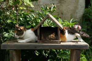 How to Build a Pet-Friendly Home: 7 Essential Tips for a Happy and Safe ...