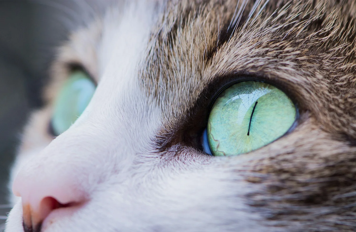 Decoding the Feline Gaze: How Do Cats Really See the World? — Pet Talk ...
