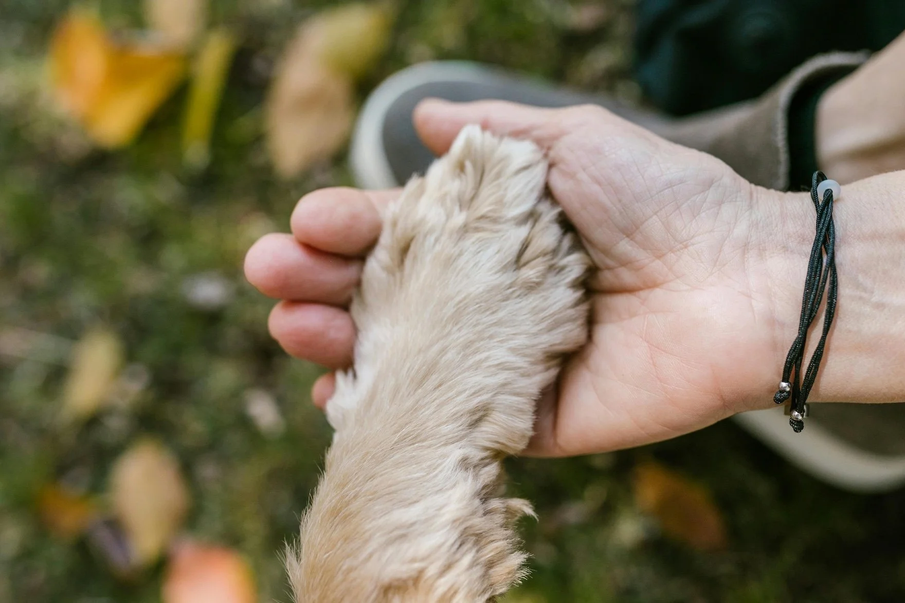 Compassionate Mobile Veterinary Care in NH & VT | 4Paws Mobile Vet
