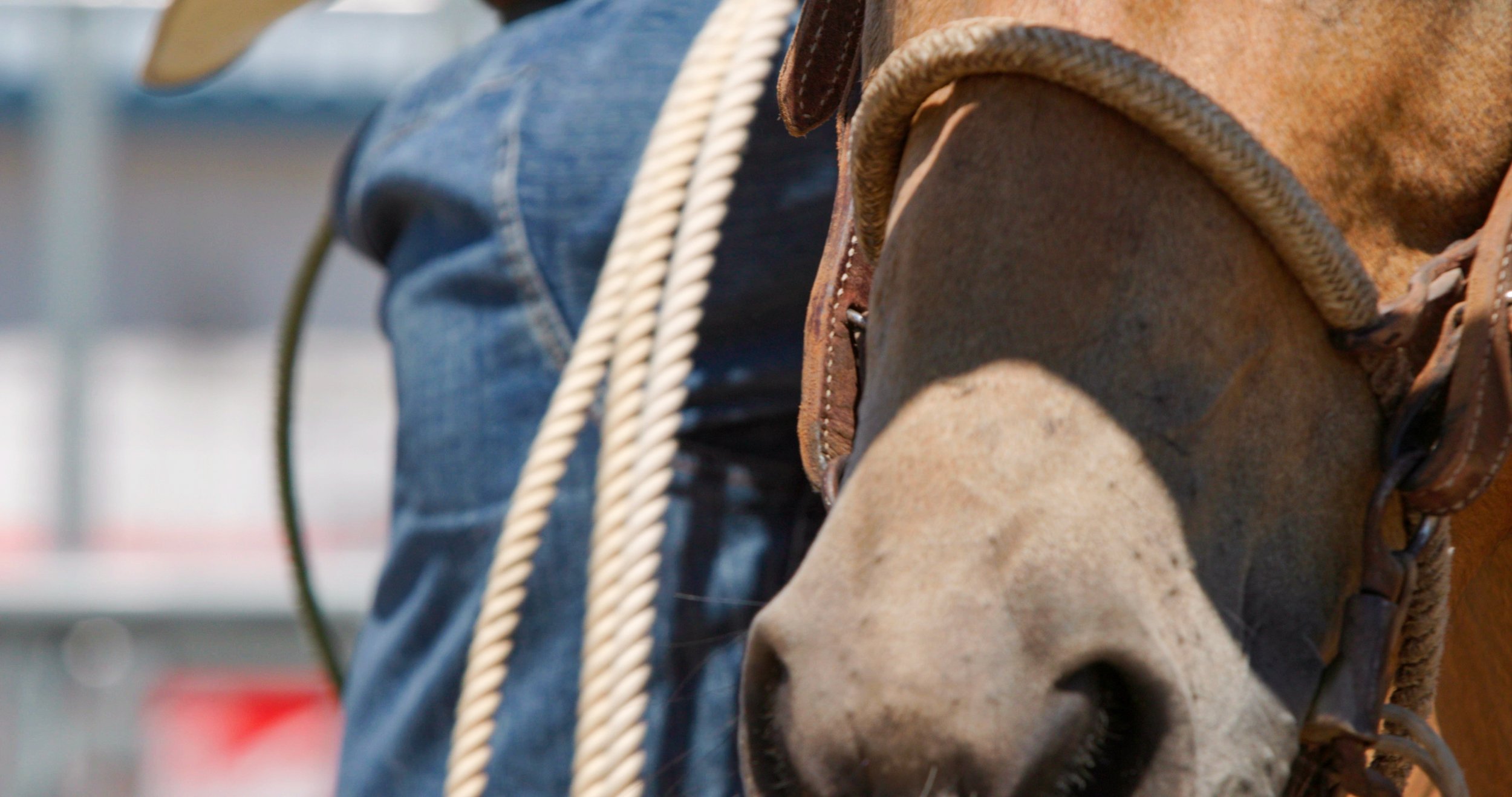 CCA Rodeo — Swift Current Ag & Ex
