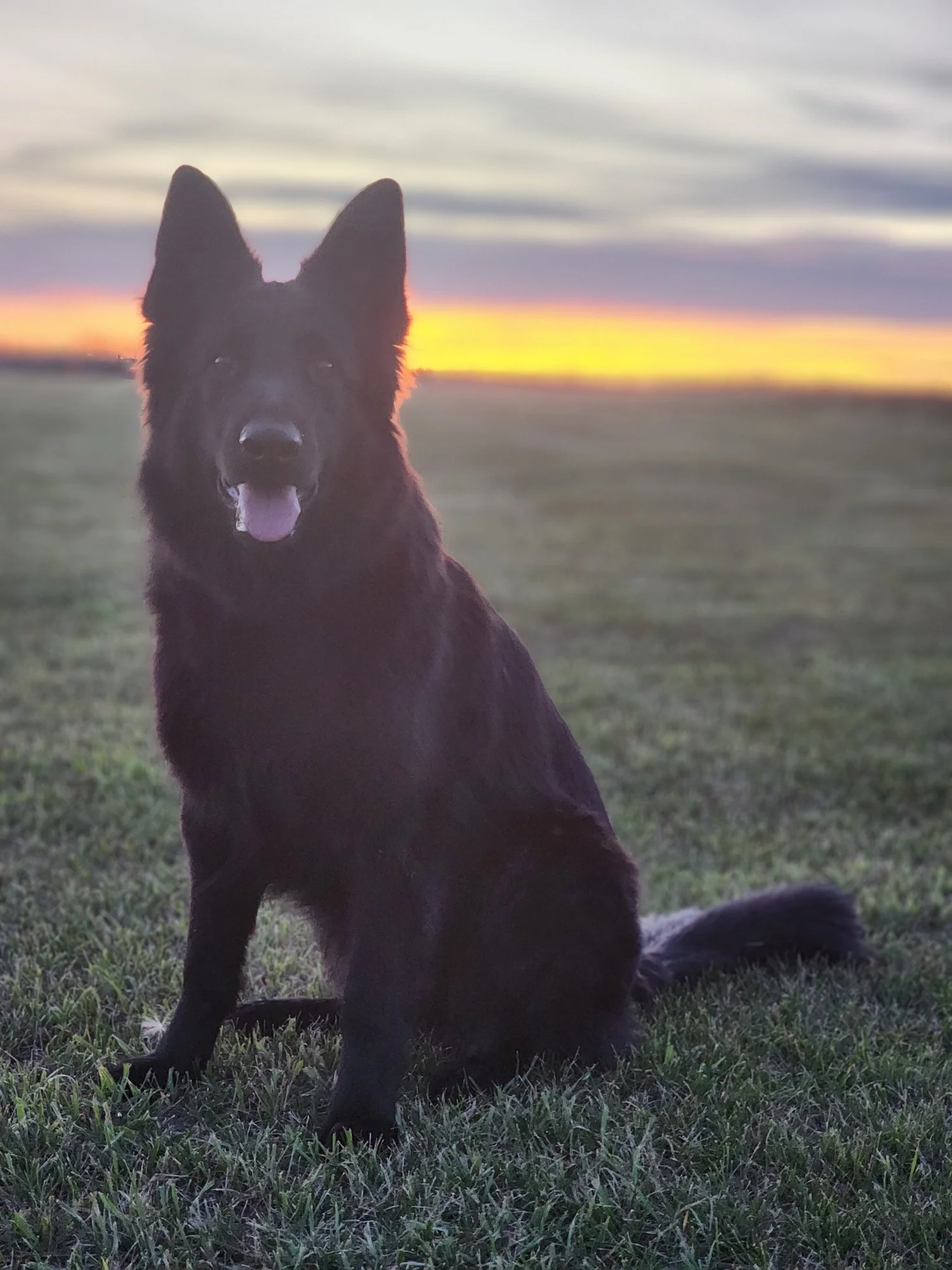 Platinum Black German Shepherd