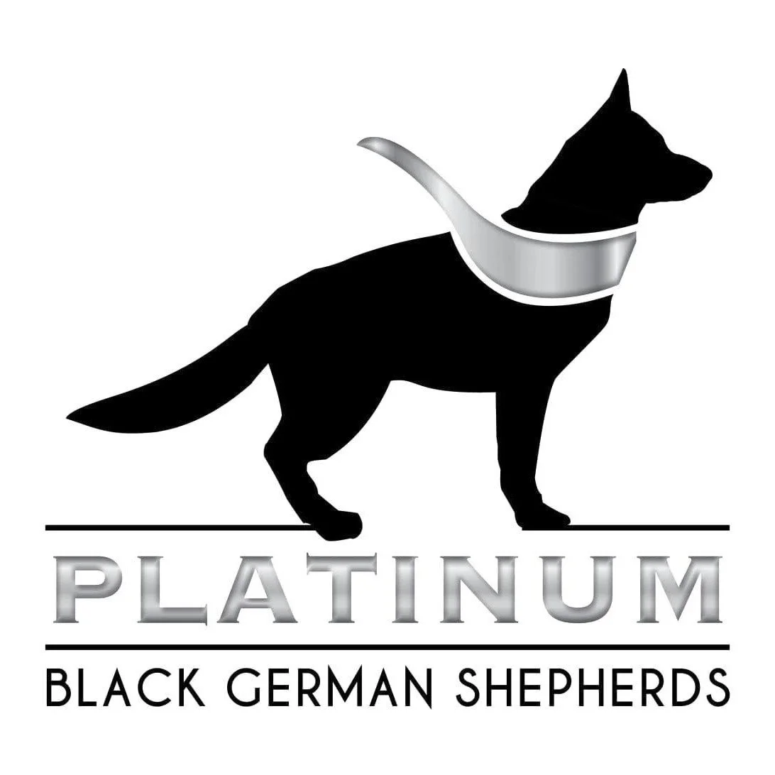 Platinum Black German Shepherd