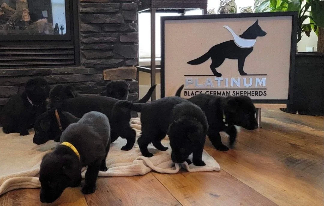 Gallery 1 — Platinum Black German Shepherd