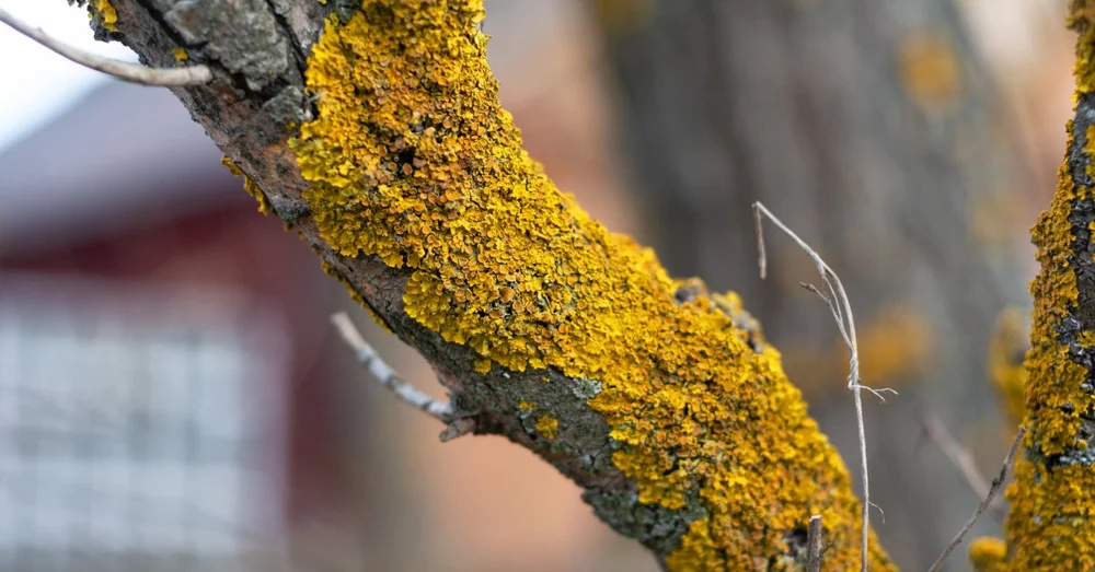 How to Spot a Sick Tree: Signs, Causes, and What to Do — Millar Tree Care