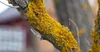 How to Spot a Sick Tree: Signs, Causes, and What to Do — Millar Tree Care