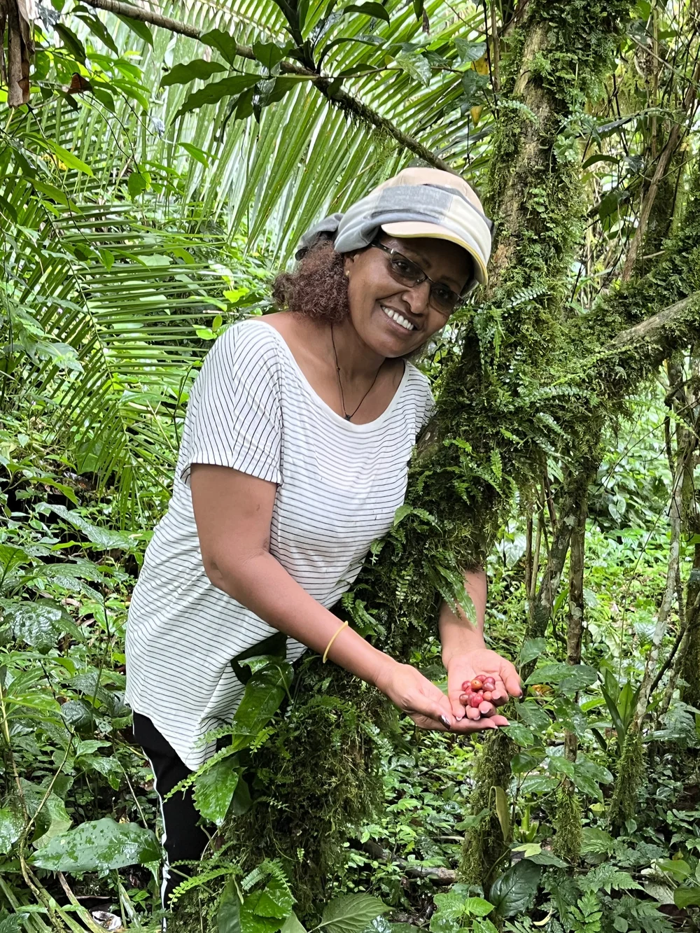 Ethiopian Specialty Green Coffee — Artisan Coffee