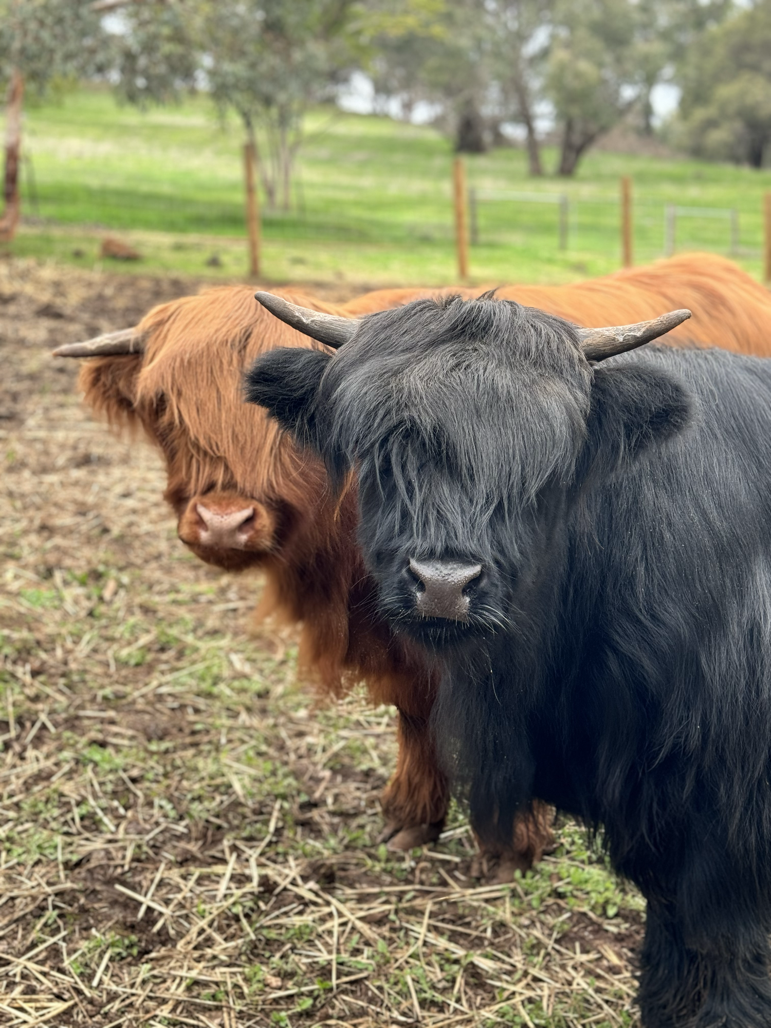Highland Cattle | Highland Cattle Breeders Western Australia ...