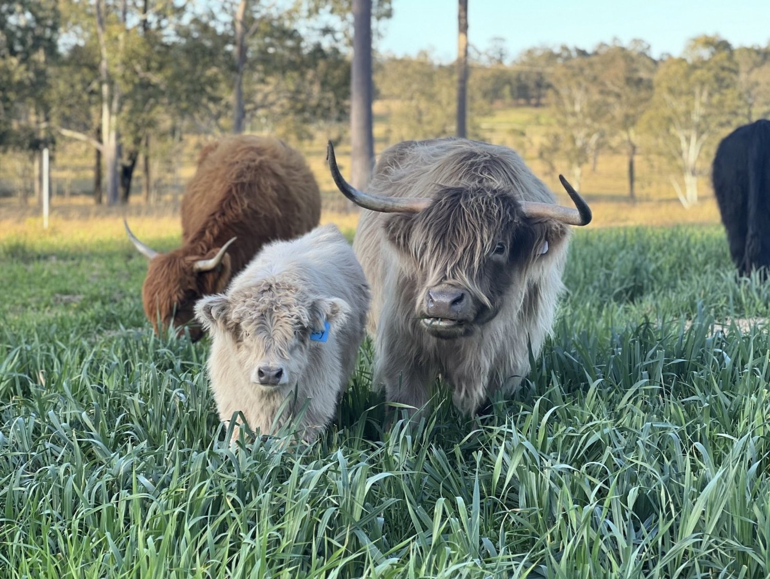 About — NSW Highland Cattle Breeders Group