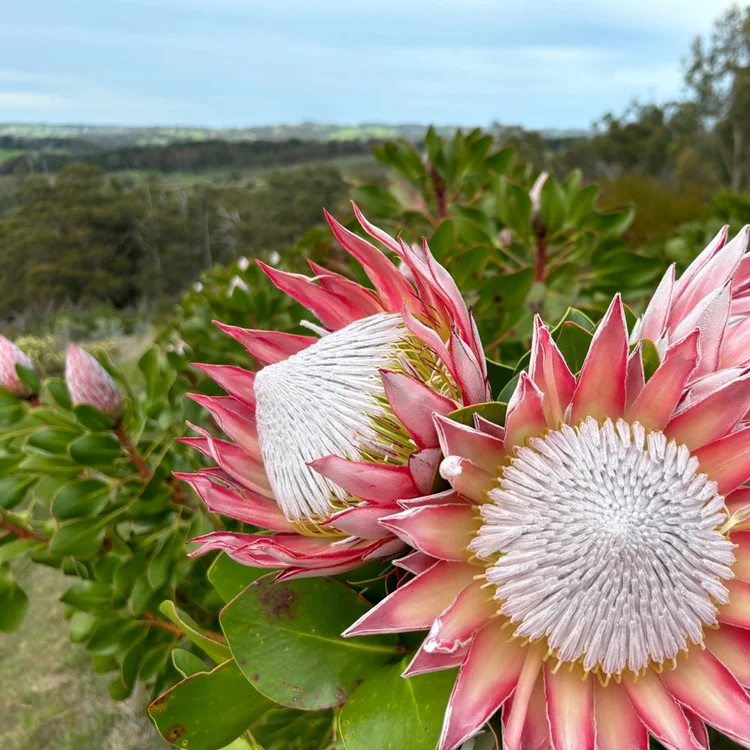 Kidman Flower Co. | Explore Our Beautiful Blooms