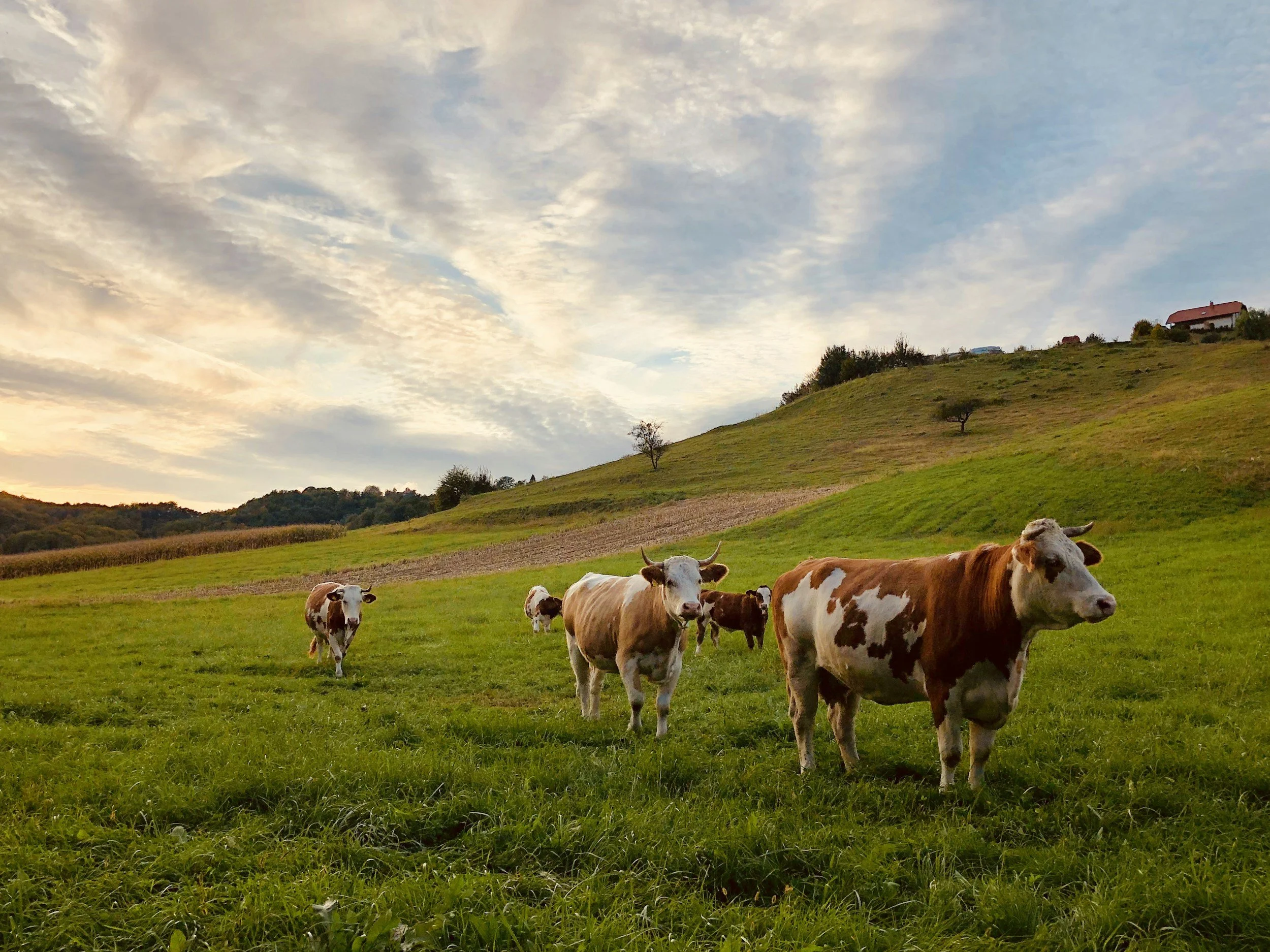 Mixed Farming — The PFFA