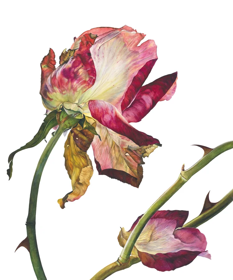 Roses | Explore Exquisite Art — Rosie Sanders