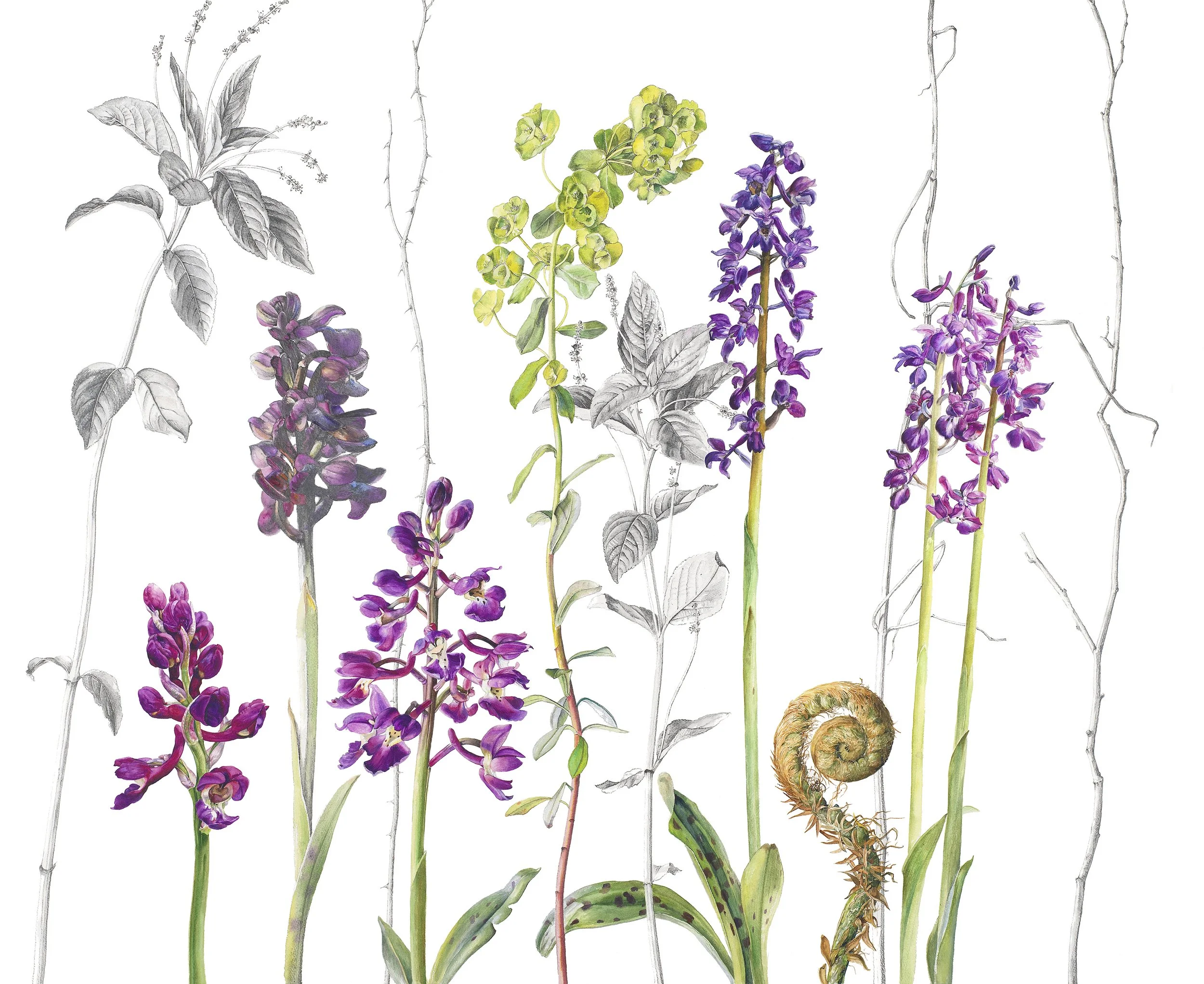 Wildflowers | Explore Unique Florals — Rosie Sanders