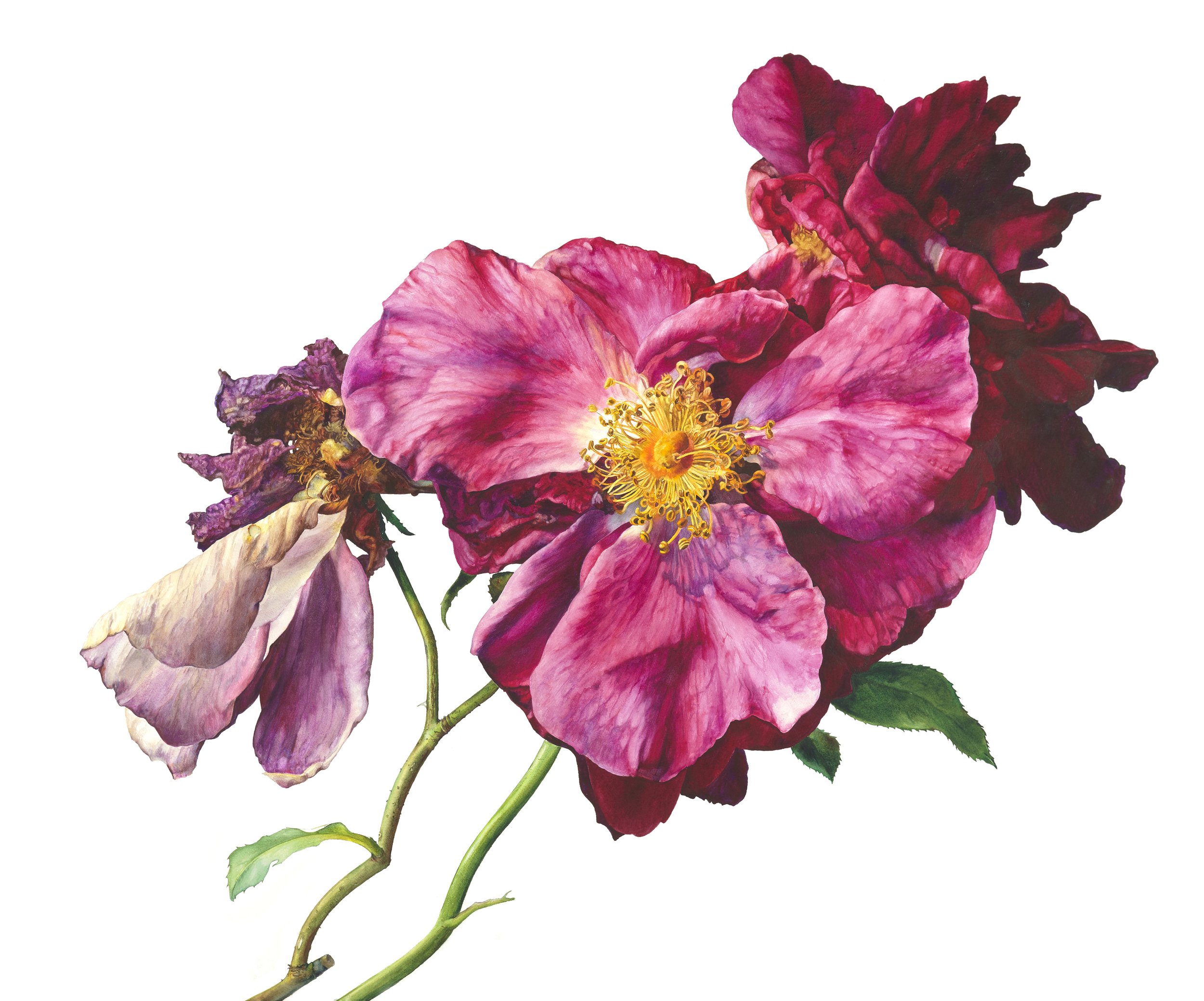 British artist Rosie Sanders is internationally celebrated for her ...