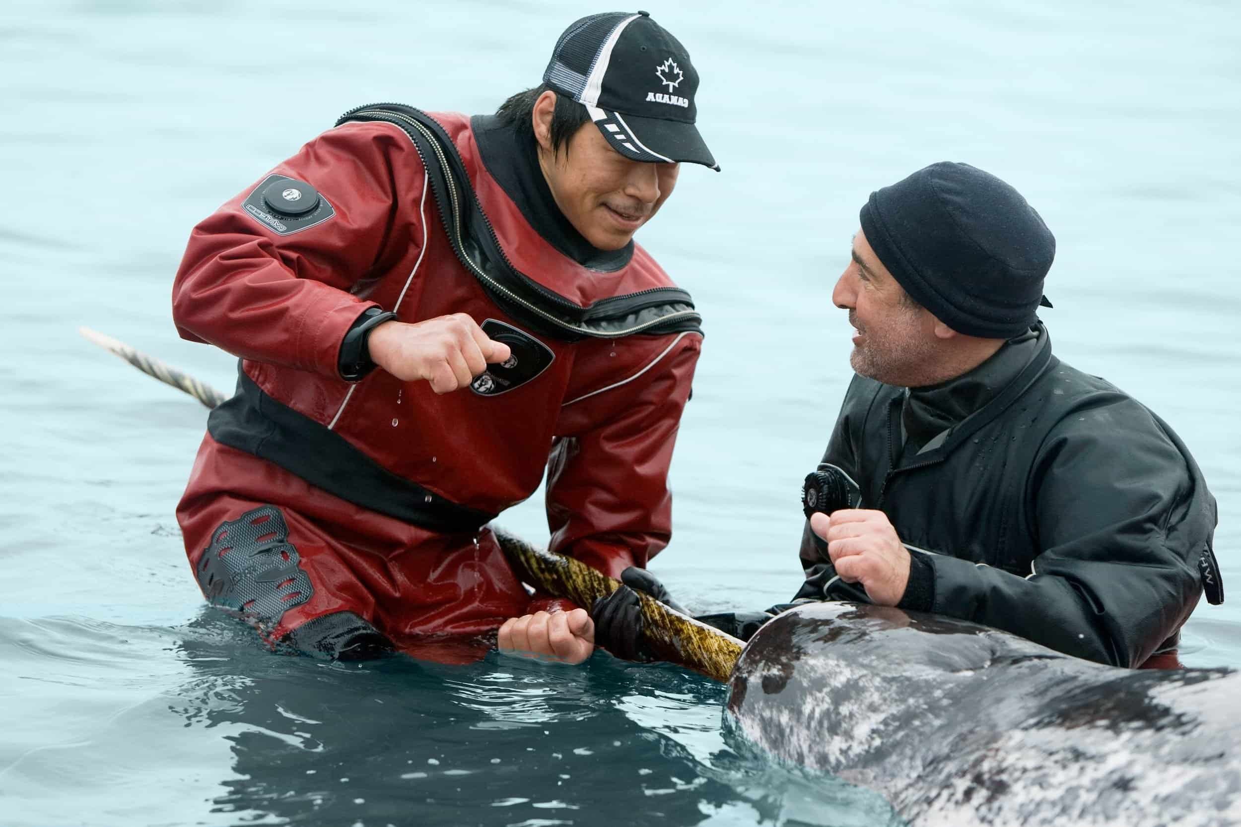 Narwhals Explained: Science, Behavior, and Survival in the Arctic