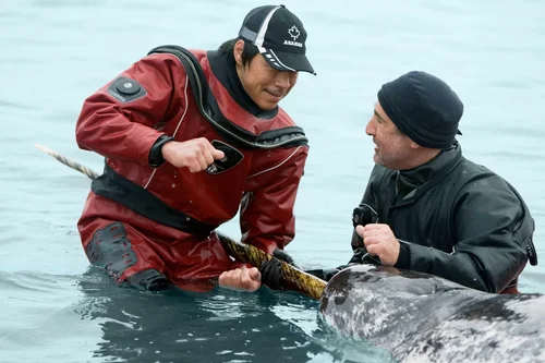 Narwhals Explained: Science, Behavior, and Survival in the Arctic