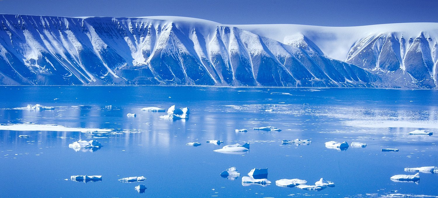 Narwhal Photo Gallery — Narwhal.org