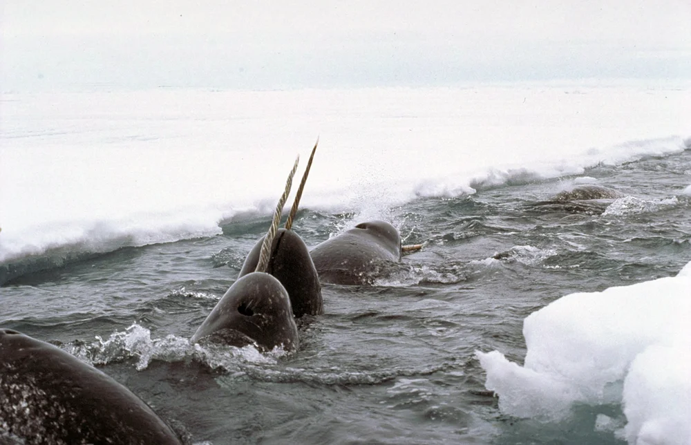 Narwhal Tusk: Myths and Science of the Arctic Unicorn — Narwhal.org