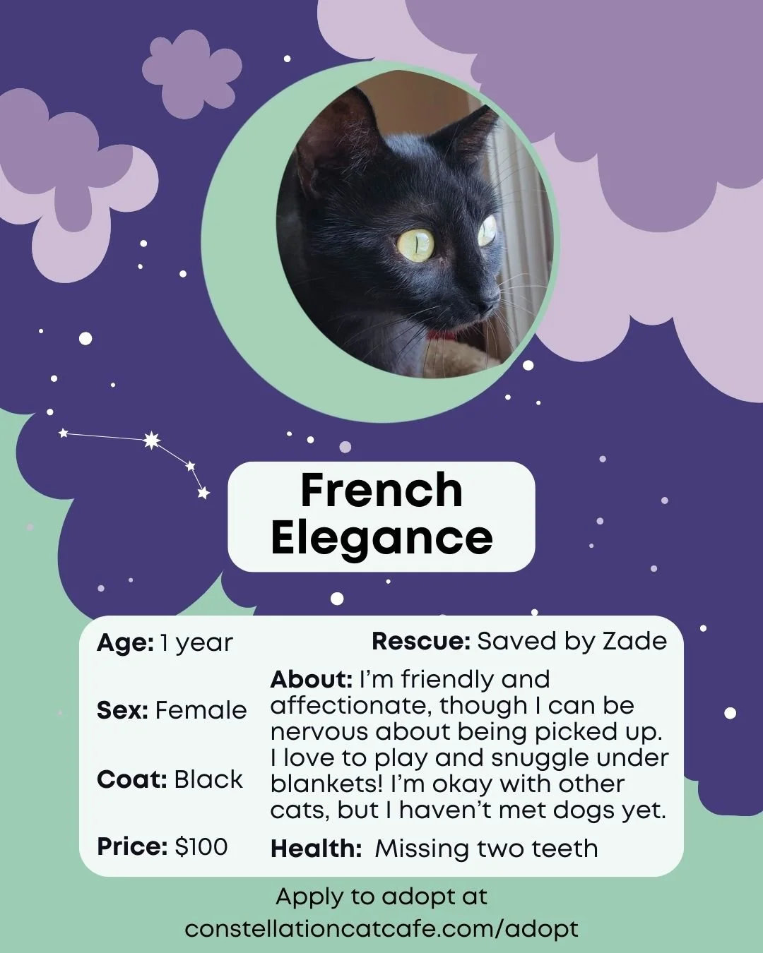 Adopt — Constellation Cat Cafe