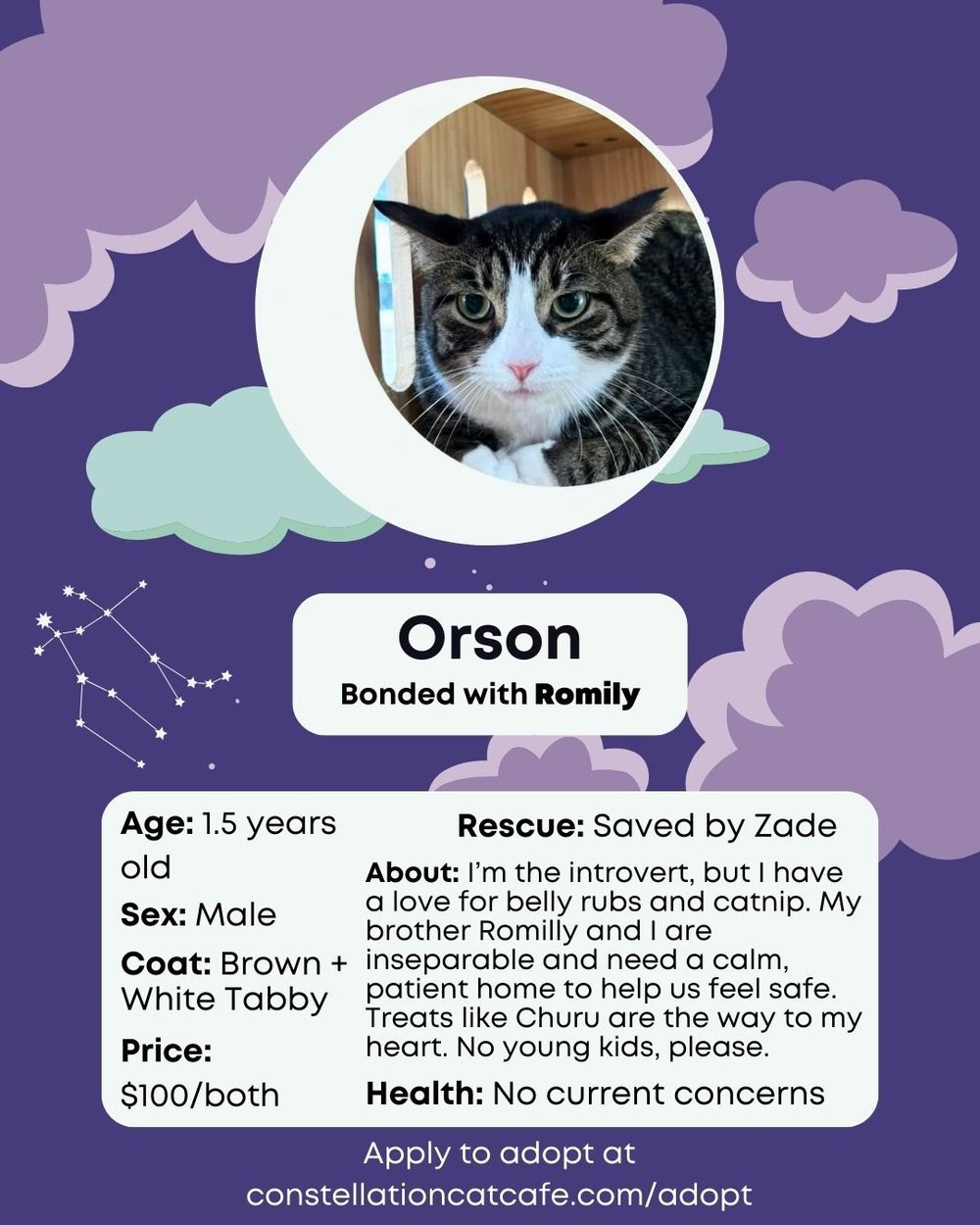Adopt — Constellation Cat Cafe