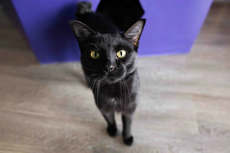 Constellation Cat Cafe