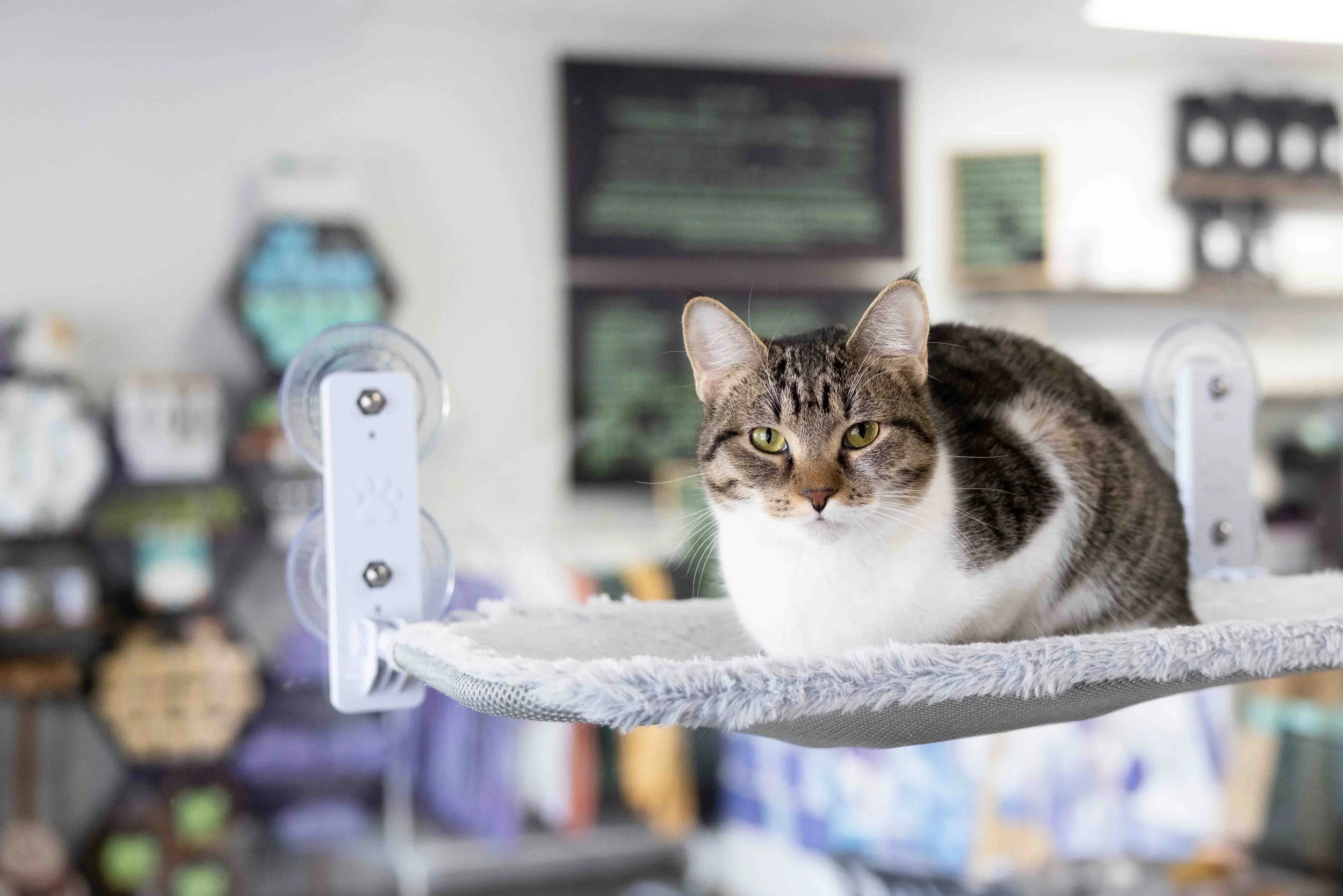 Constellation Cat Cafe