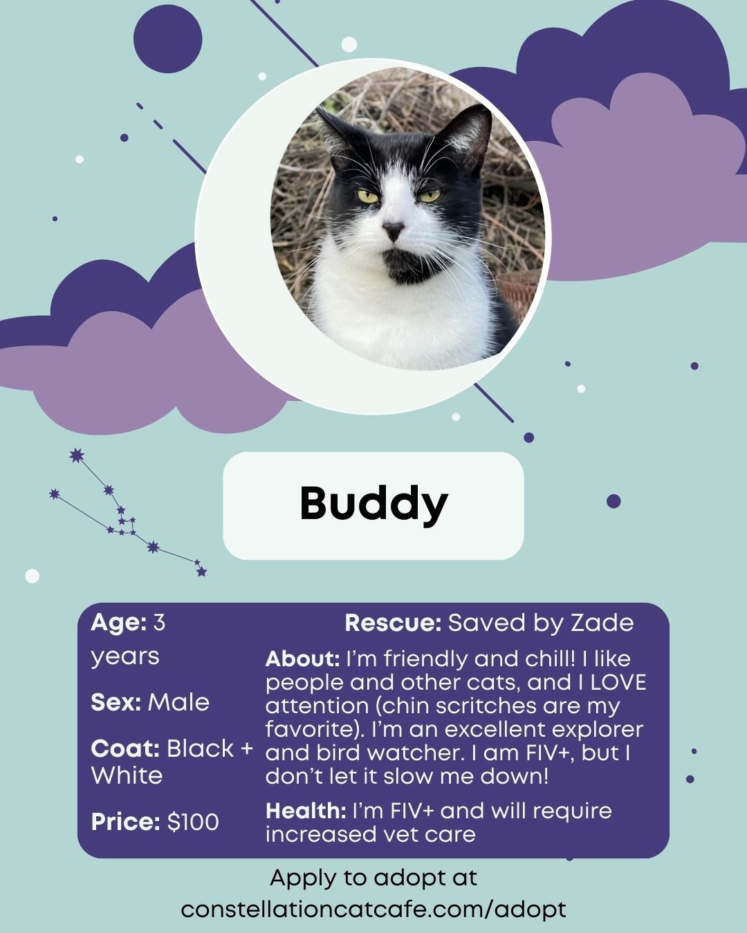 Adopt — Constellation Cat Cafe