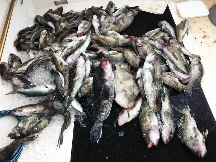 About 1 — Fishin Fever