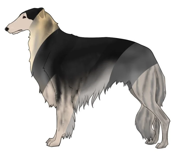 Coat Color Genetics of Borzoi and Silken Windhounds