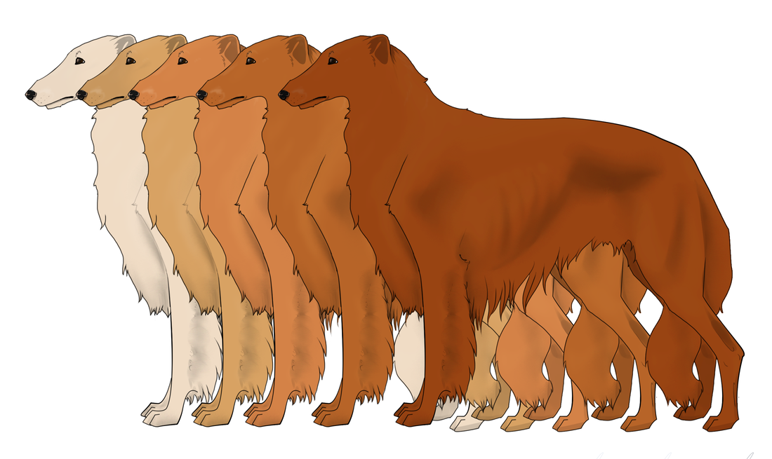 Coat Color Genetics of Borzoi and Silken Windhounds