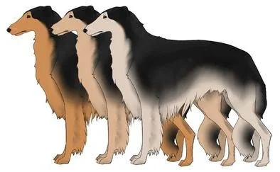 Coat Color Genetics of Borzoi and Silken Windhounds