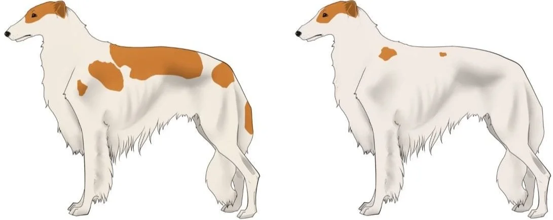 Coat Color Genetics of Borzoi and Silken Windhounds