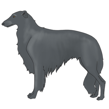 Coat Color Genetics of Borzoi and Silken Windhounds