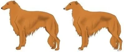 Coat Color Genetics of Borzoi and Silken Windhounds