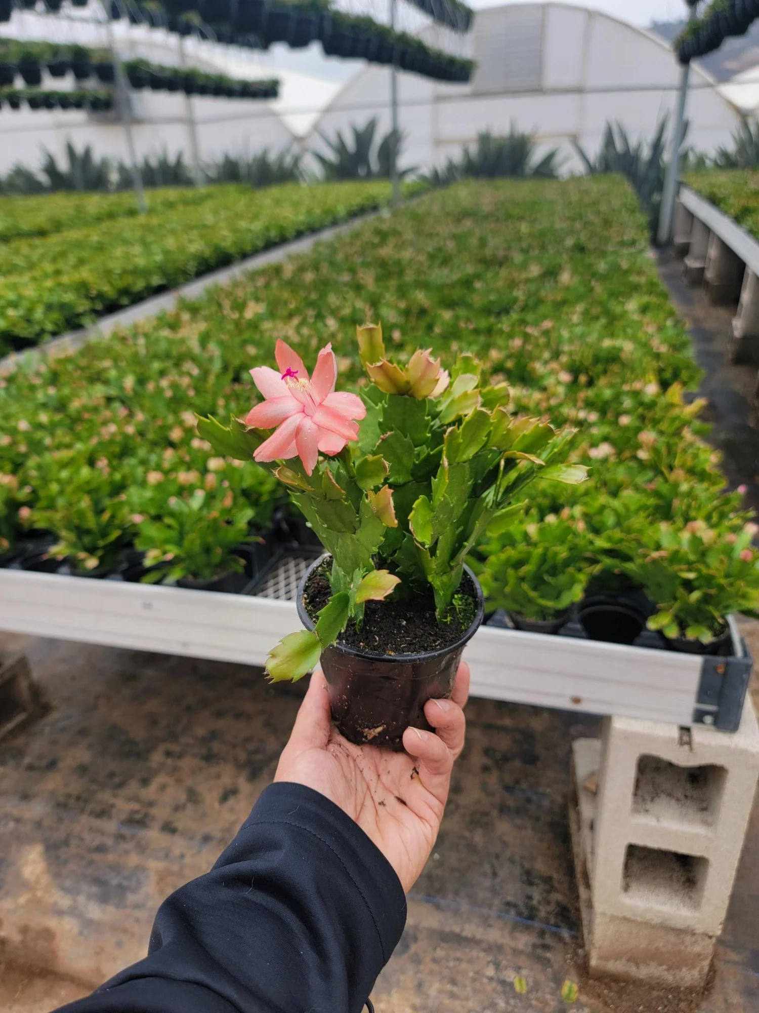 Ocean Growers