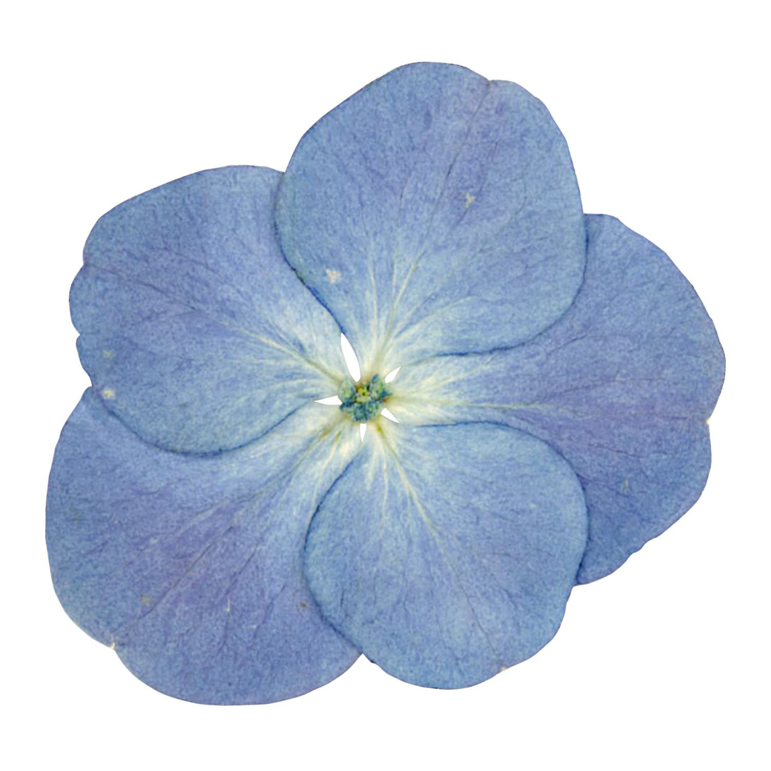 About | Start Your Healing Journey Today — Victoria Lai Therapy